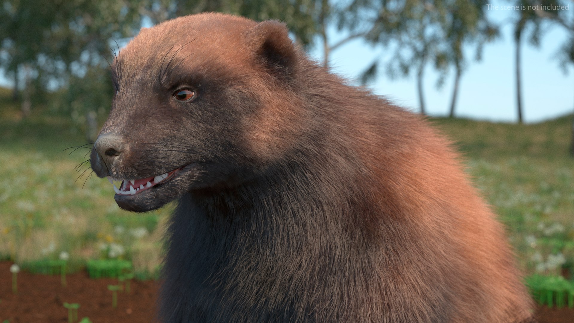 3D Wolverine Dark Color Sitting Pose Fur - TurboSquid 2157120