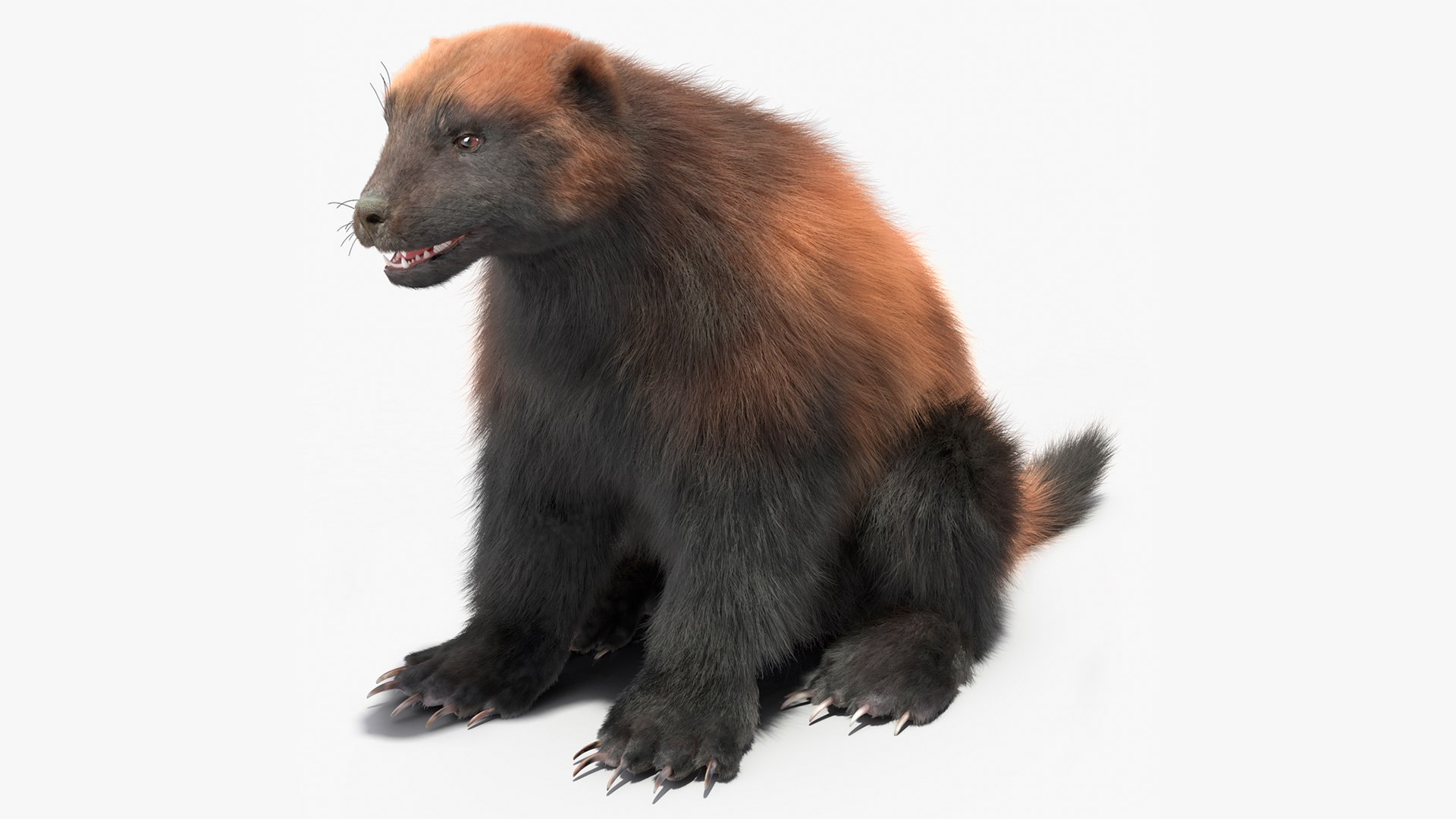 3D Wolverine Dark Color Sitting Pose Fur - TurboSquid 2157120