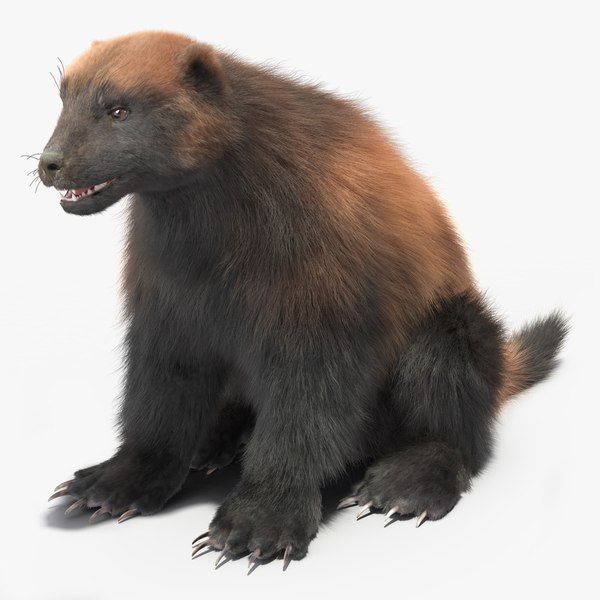 modelo 3d Wolverine Color Oscuro Sentado Pose Pelaje - TurboSquid 2157120