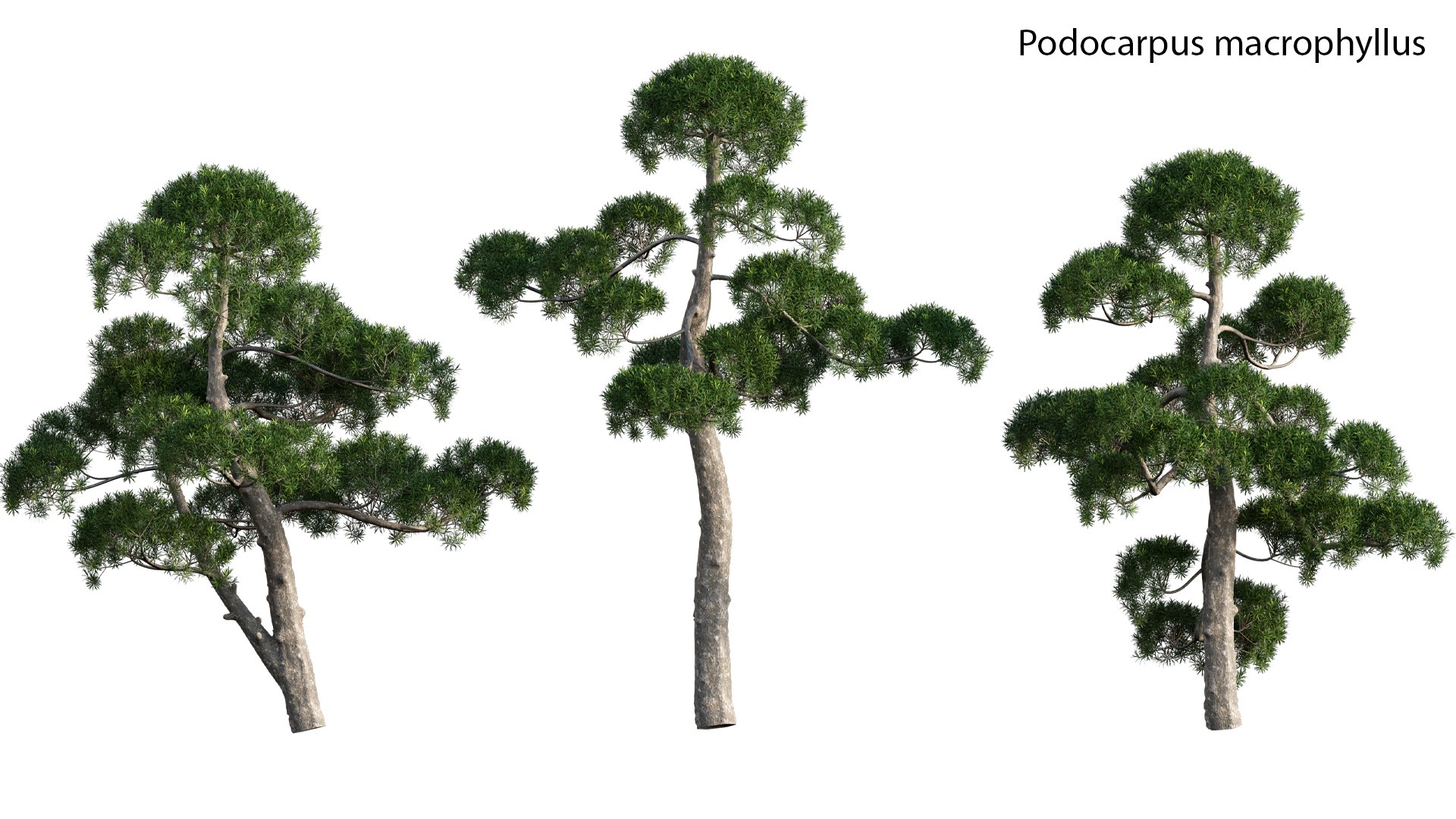 Podocarpus Macrophyllus - Yew Plum Pine 02 3D Model - TurboSquid 1863593