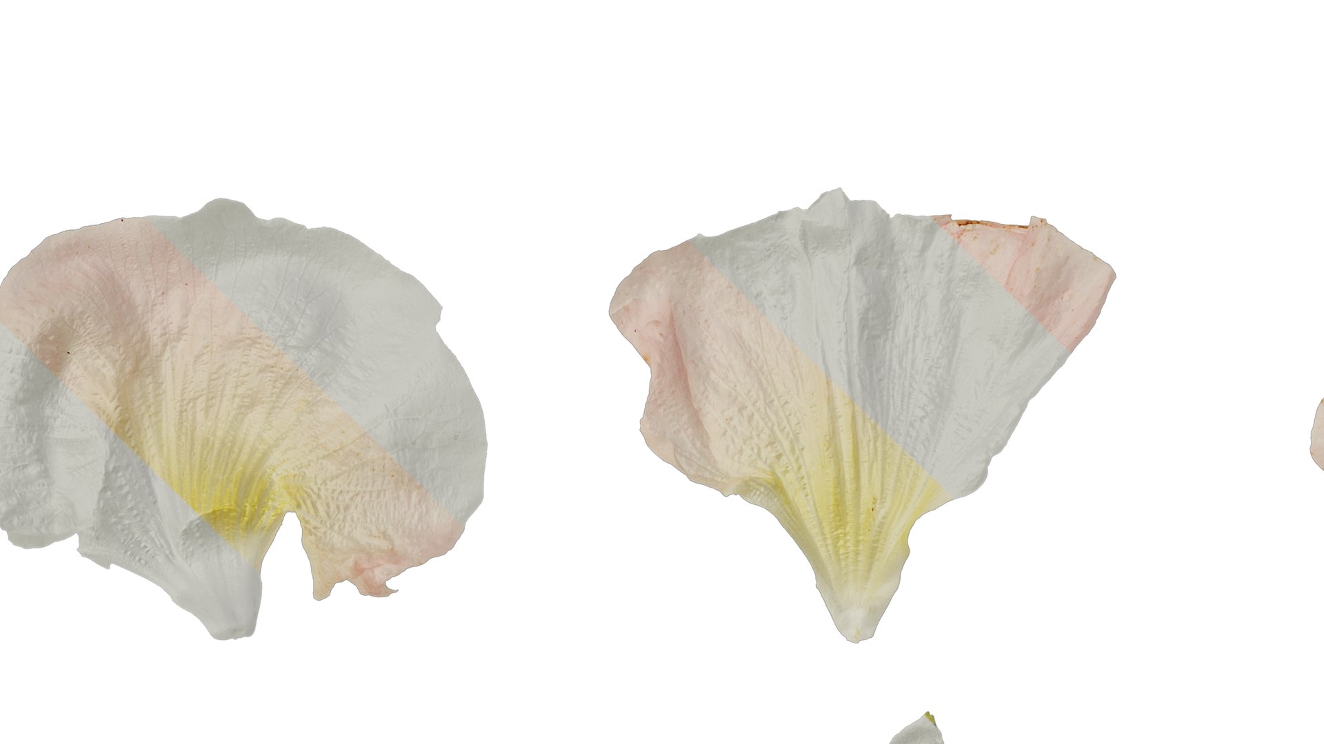 3D Anydrafts Alcea Rosea Flower 10 Textures - TurboSquid 2351959