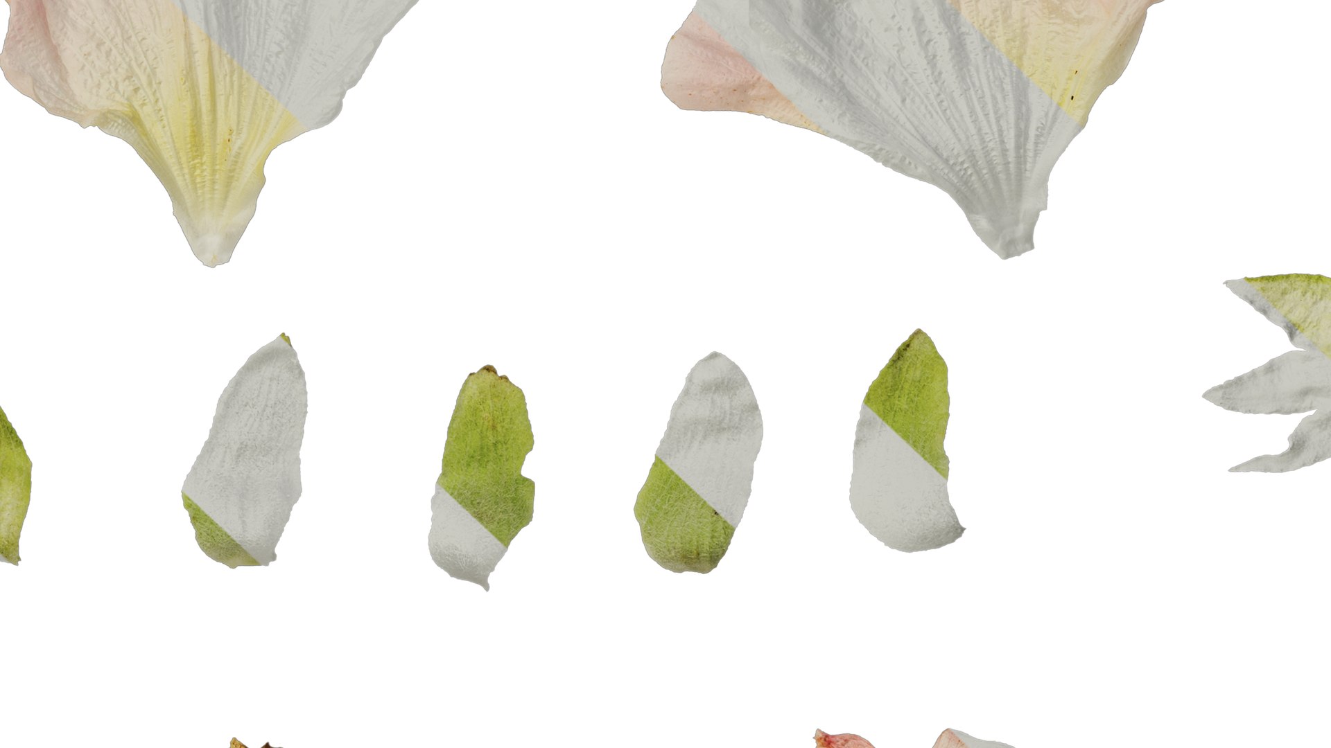 3D Anydrafts Alcea Rosea Flower 10 Textures - TurboSquid 2351959