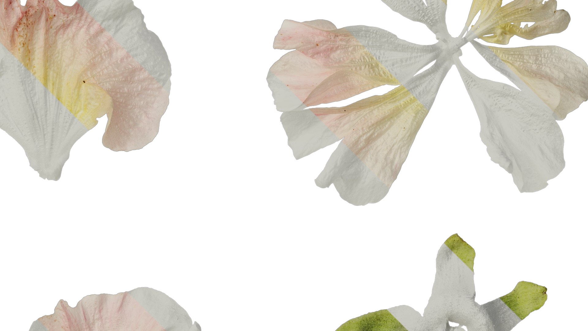 3D Anydrafts Alcea Rosea Flower 10 Textures - TurboSquid 2351959