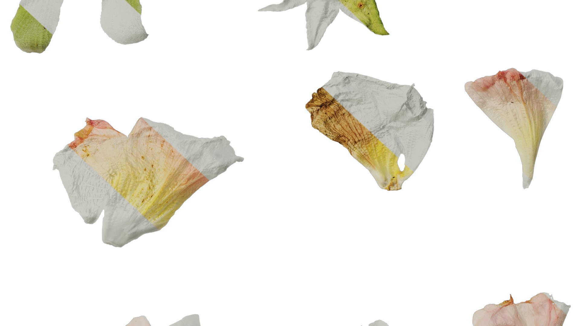 3D Anydrafts Alcea Rosea Flower 10 Textures - TurboSquid 2351959