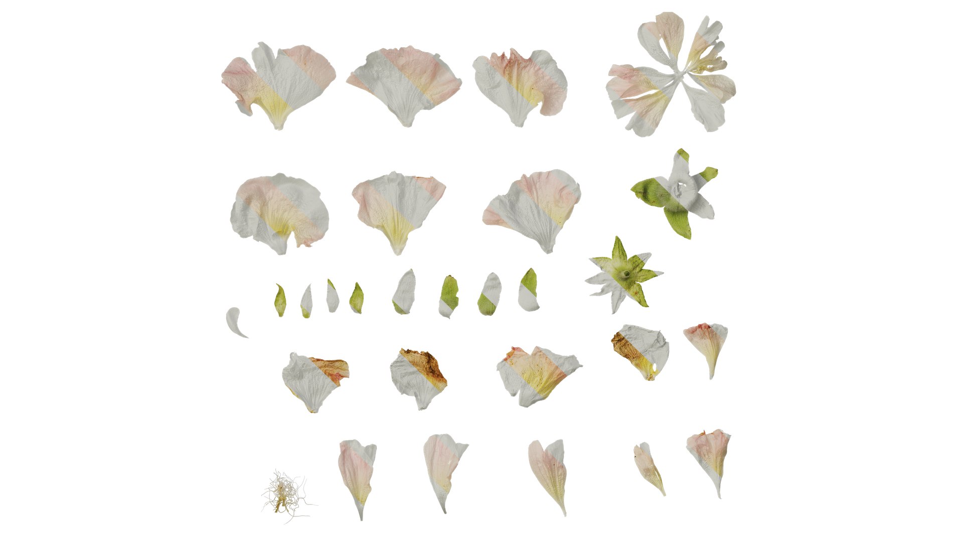 3D Anydrafts Alcea Rosea Flower 10 Textures - TurboSquid 2351959
