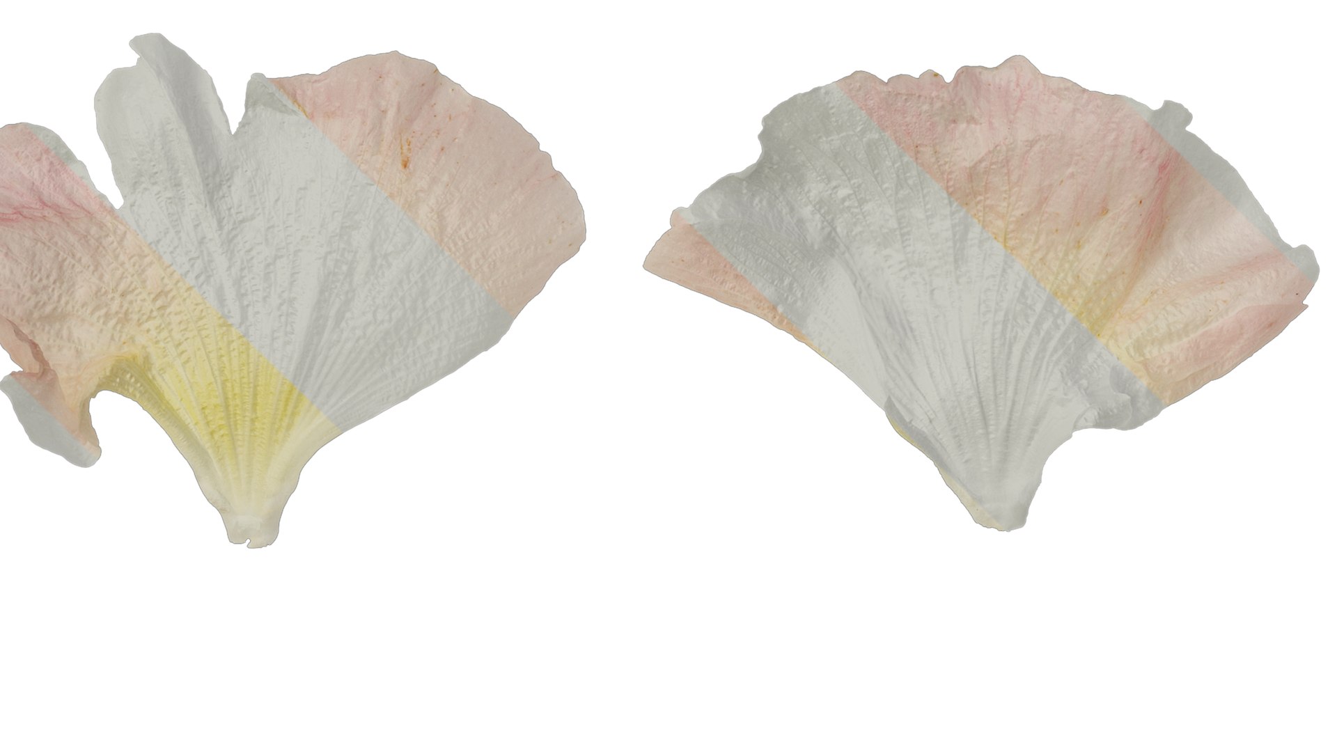 3D Anydrafts Alcea Rosea Flower 10 Textures - TurboSquid 2351959