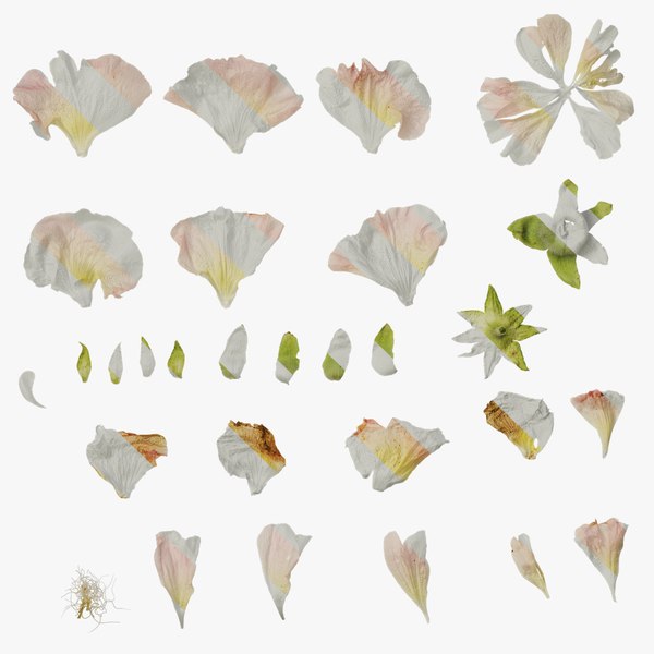 modèle 3D de Textures de fleurs d'Alcea rosea Anydrafts 10 - TurboSquid ...