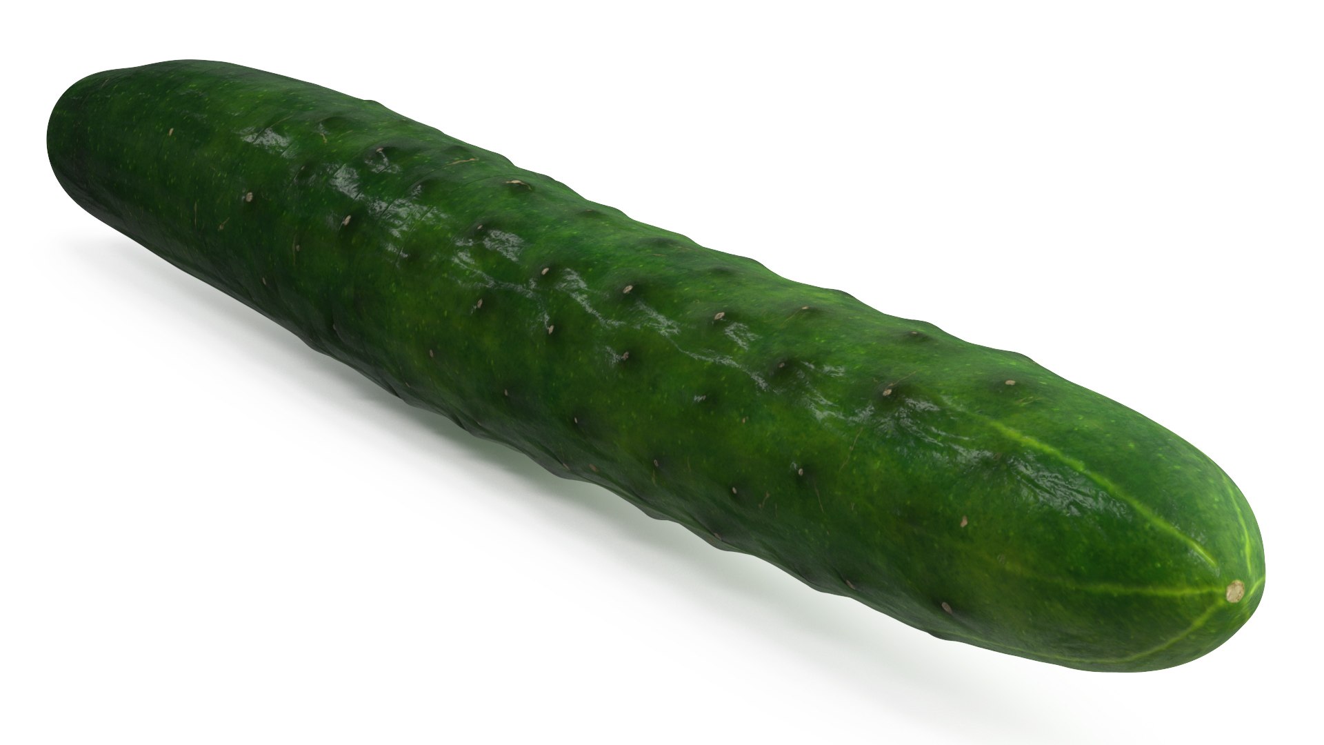 3D Model Cucumber Ring Sliced - TurboSquid 1984158