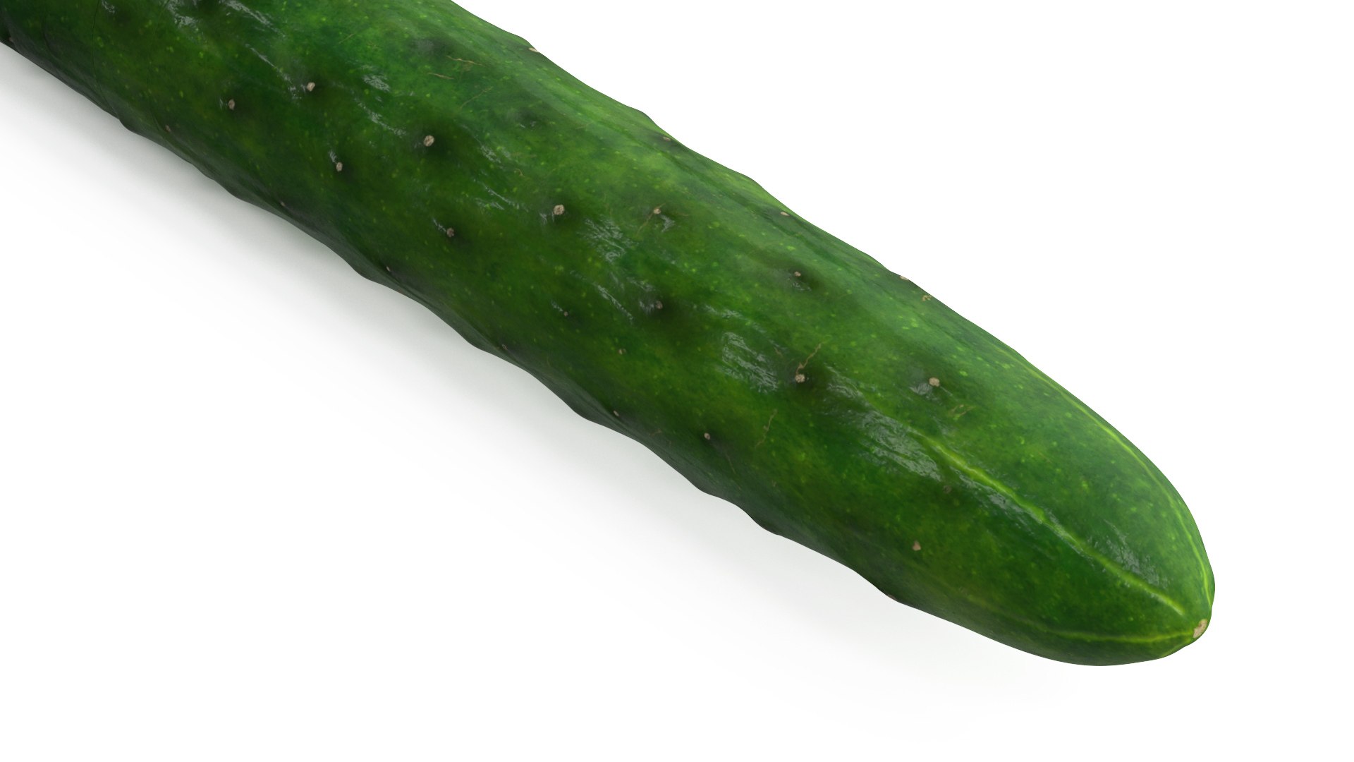 3D Model Cucumber Ring Sliced - TurboSquid 1984158