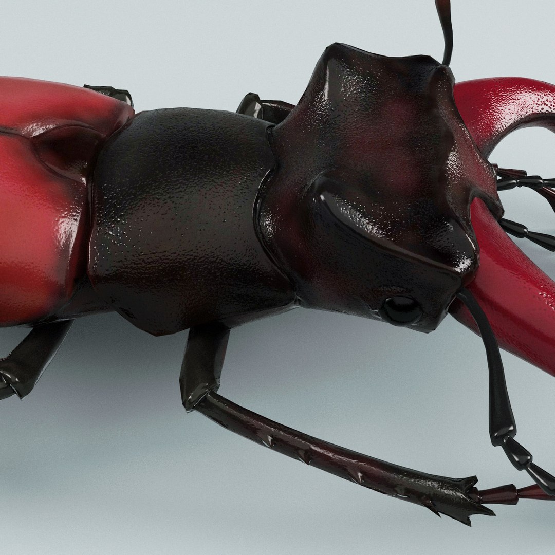 3d Model Stag Beetle