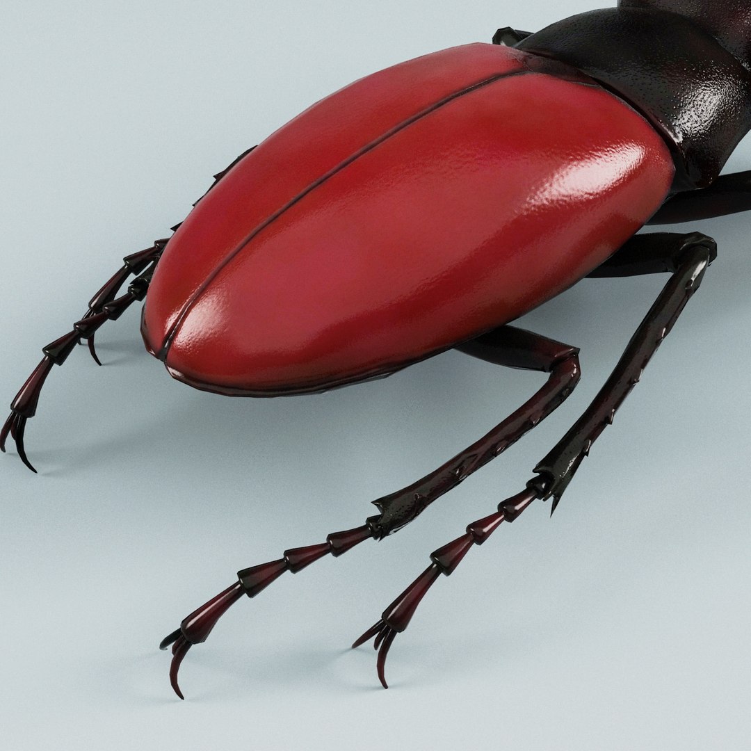 3d Model Stag Beetle