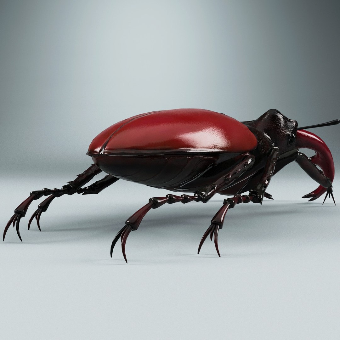 3d Model Stag Beetle