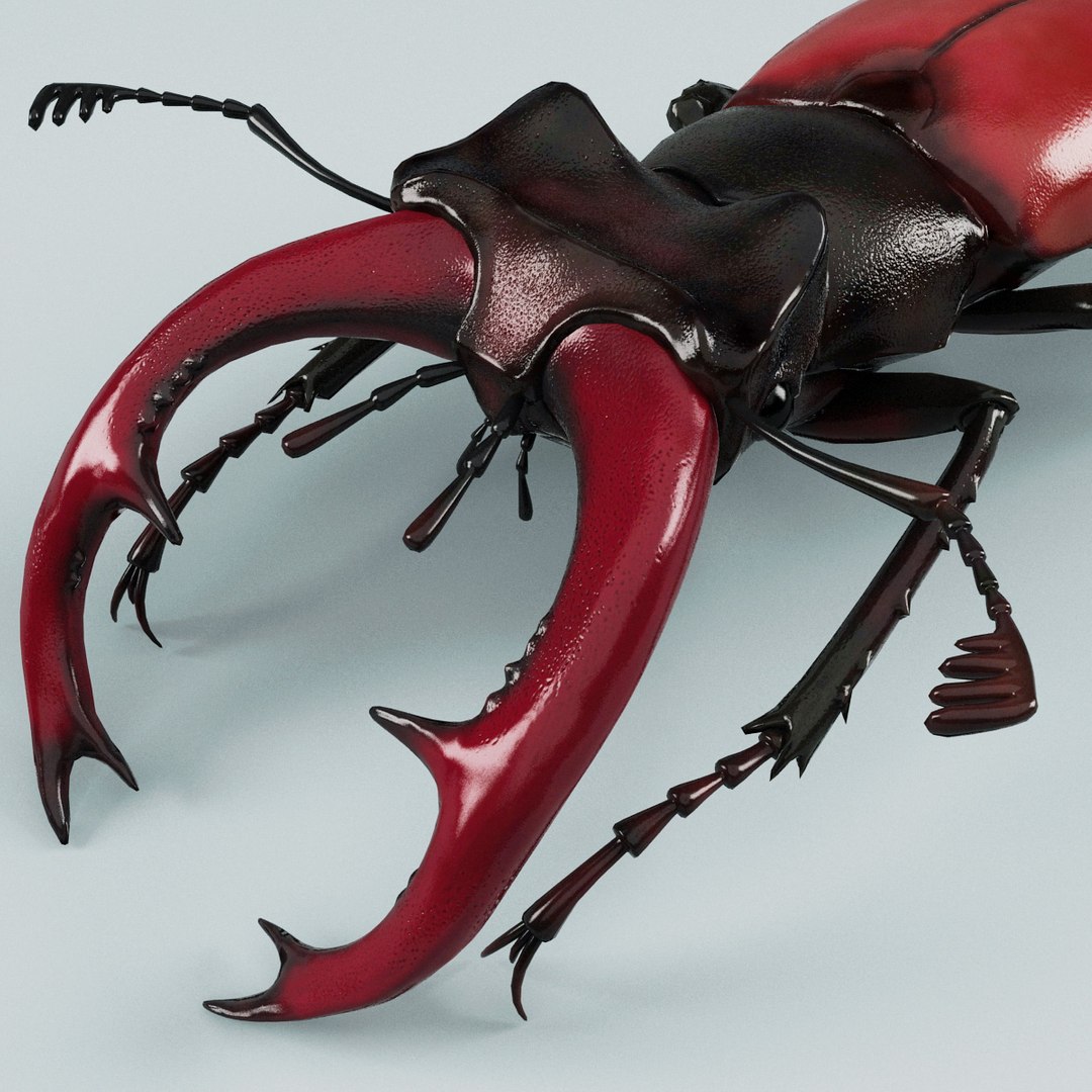 3d Model Stag Beetle