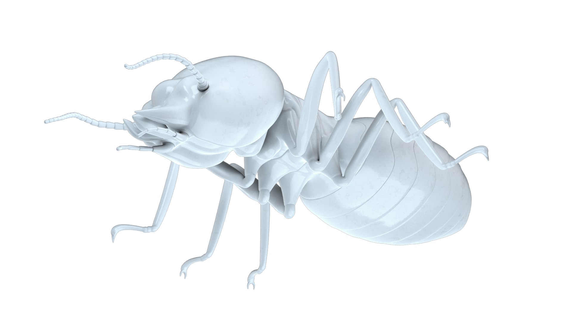 Young Termite 3D Model - TurboSquid 1589086