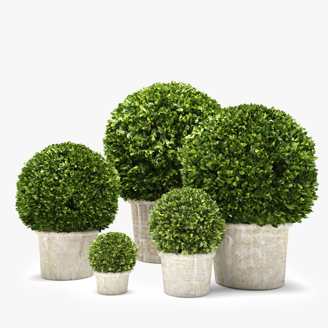 Boxwood Trees 3D Model - TurboSquid 1427778
