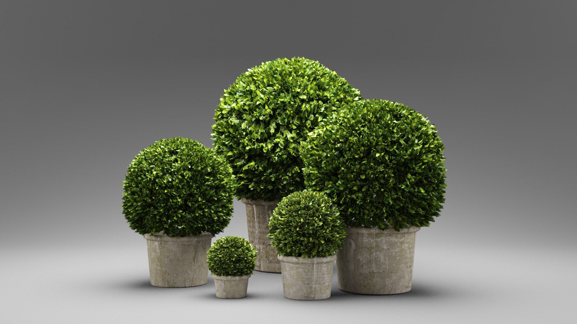 Boxwood Trees 3D Model - TurboSquid 1427778