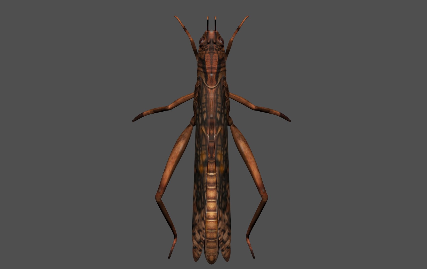 3D Locust - TurboSquid 1683183