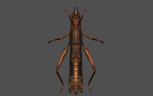 3D locust - TurboSquid 1683183