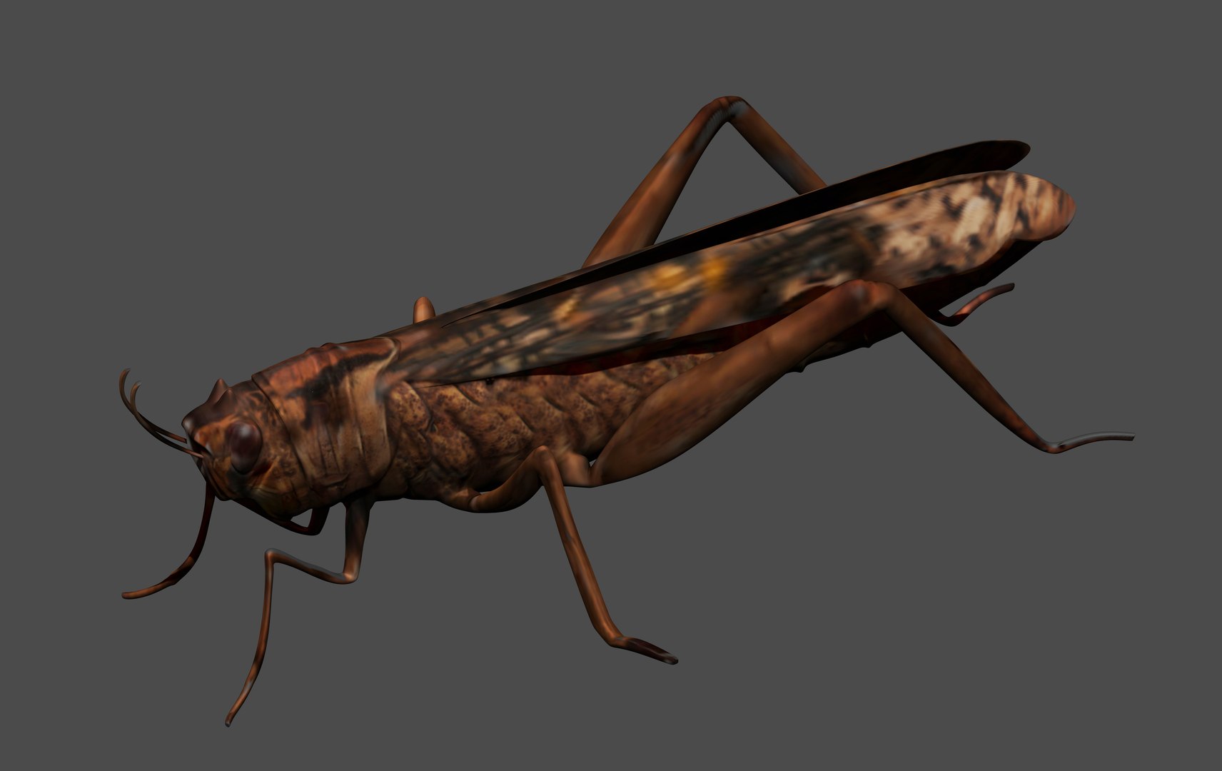 3D Locust - TurboSquid 1683183