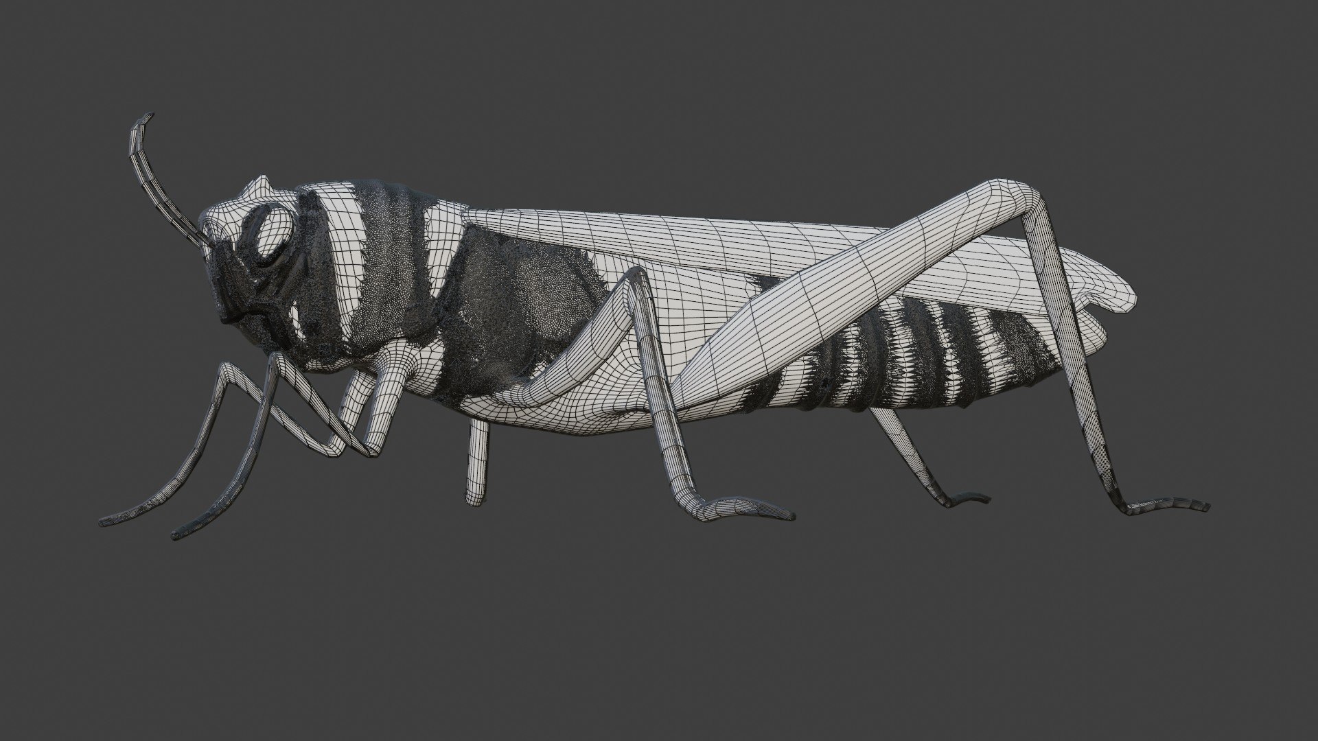 3D Locust - TurboSquid 1683183