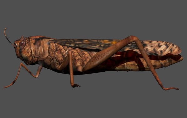 3D Locust Models | TurboSquid