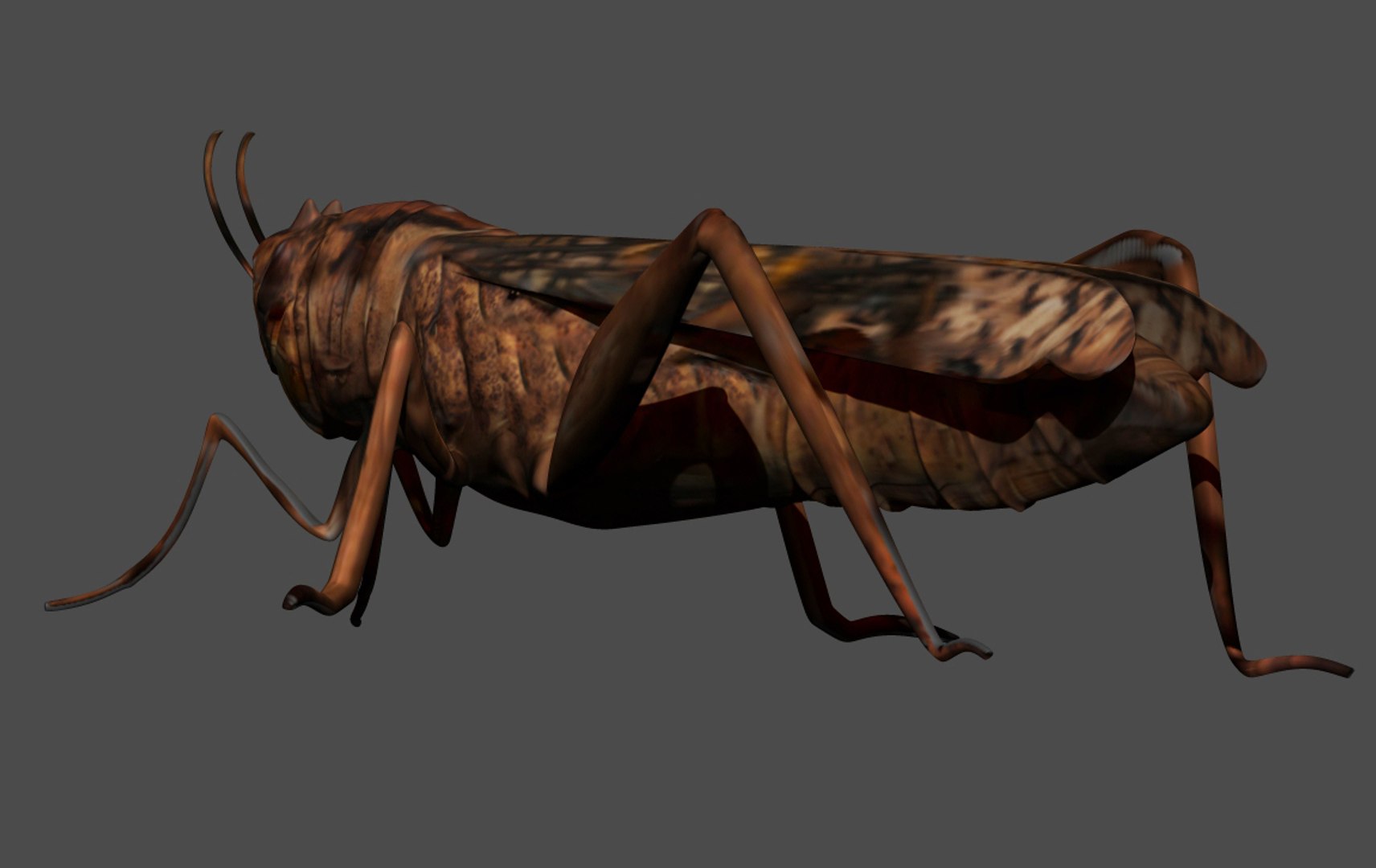 3D Locust - TurboSquid 1683183