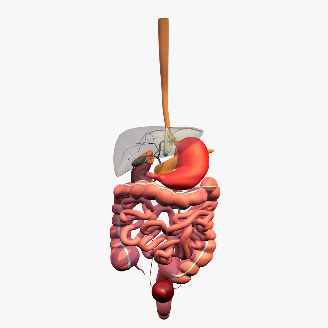 3d Anatomy Digestive Internal Organs Model