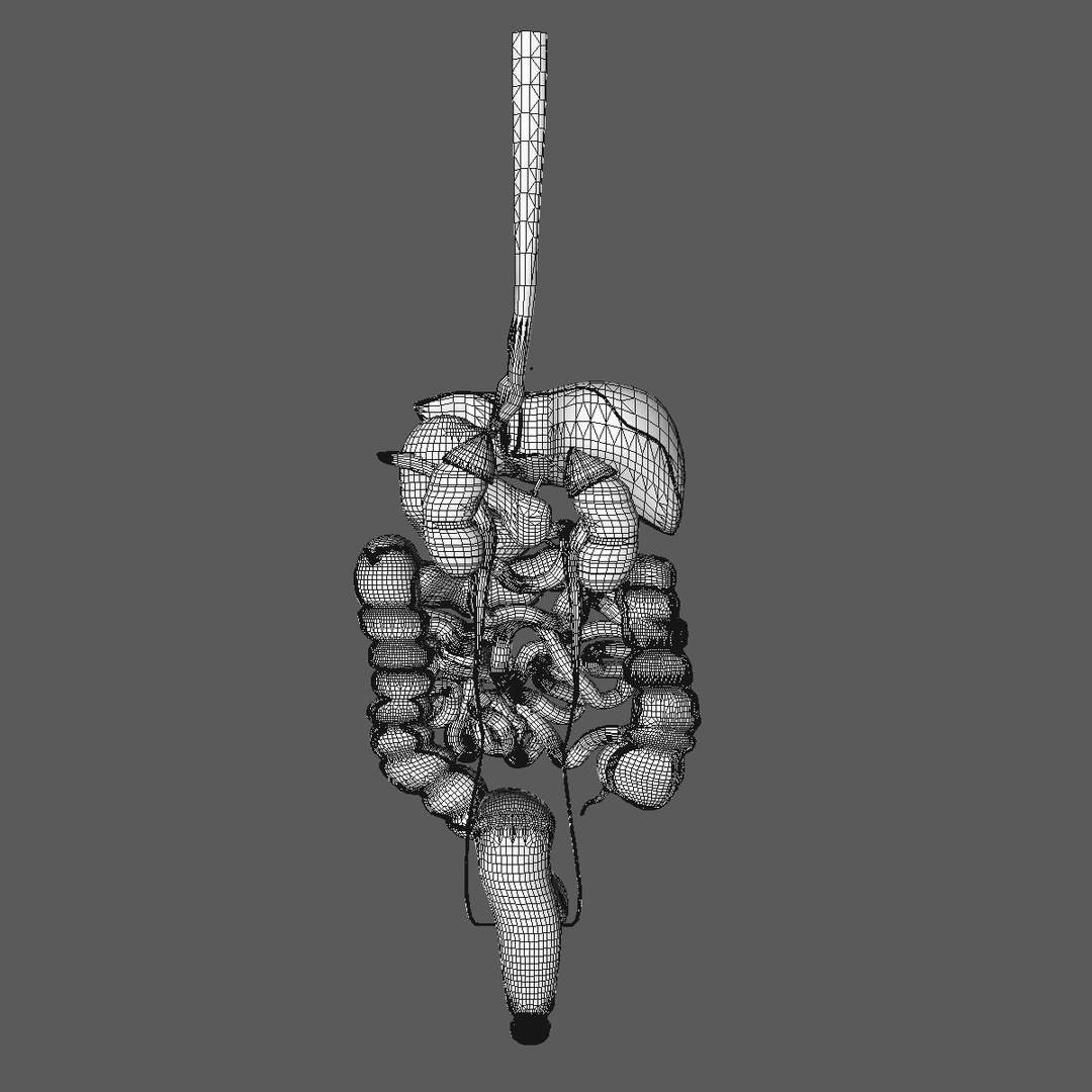 3d Anatomy Digestive Internal Organs Model