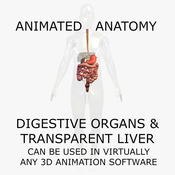 Intestines 3D Models for Download | TurboSquid