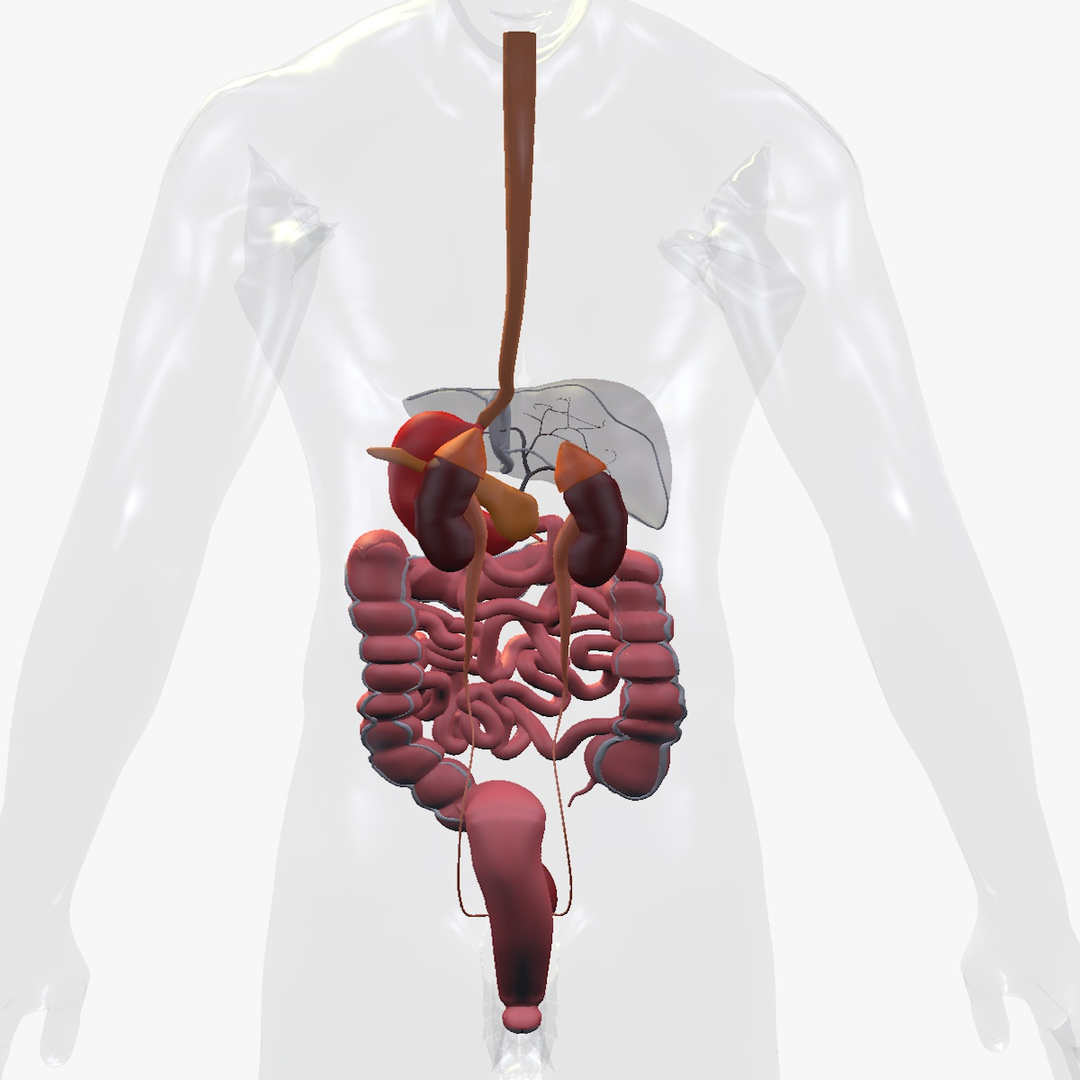 3d Anatomy Digestive Internal Organs Model