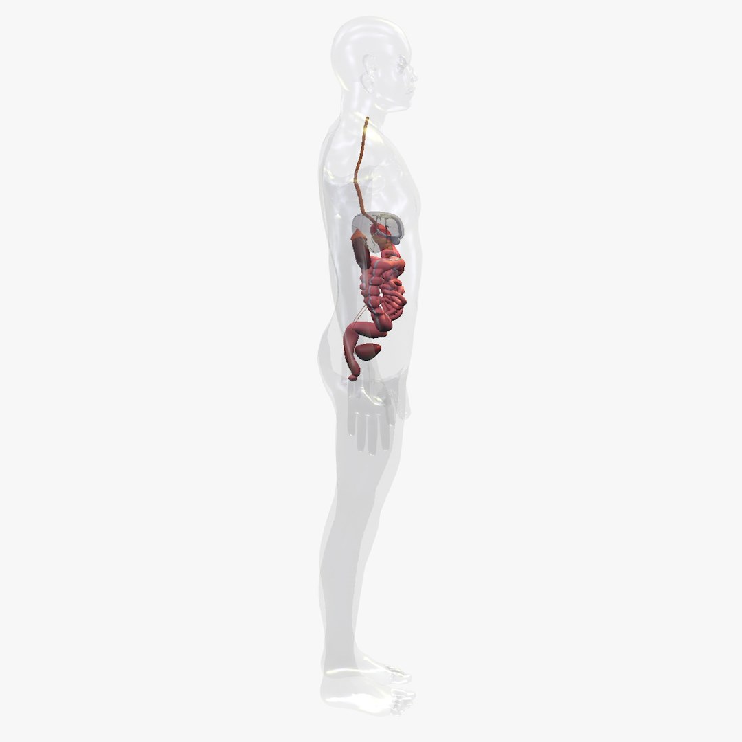 3d Anatomy Digestive Internal Organs Model
