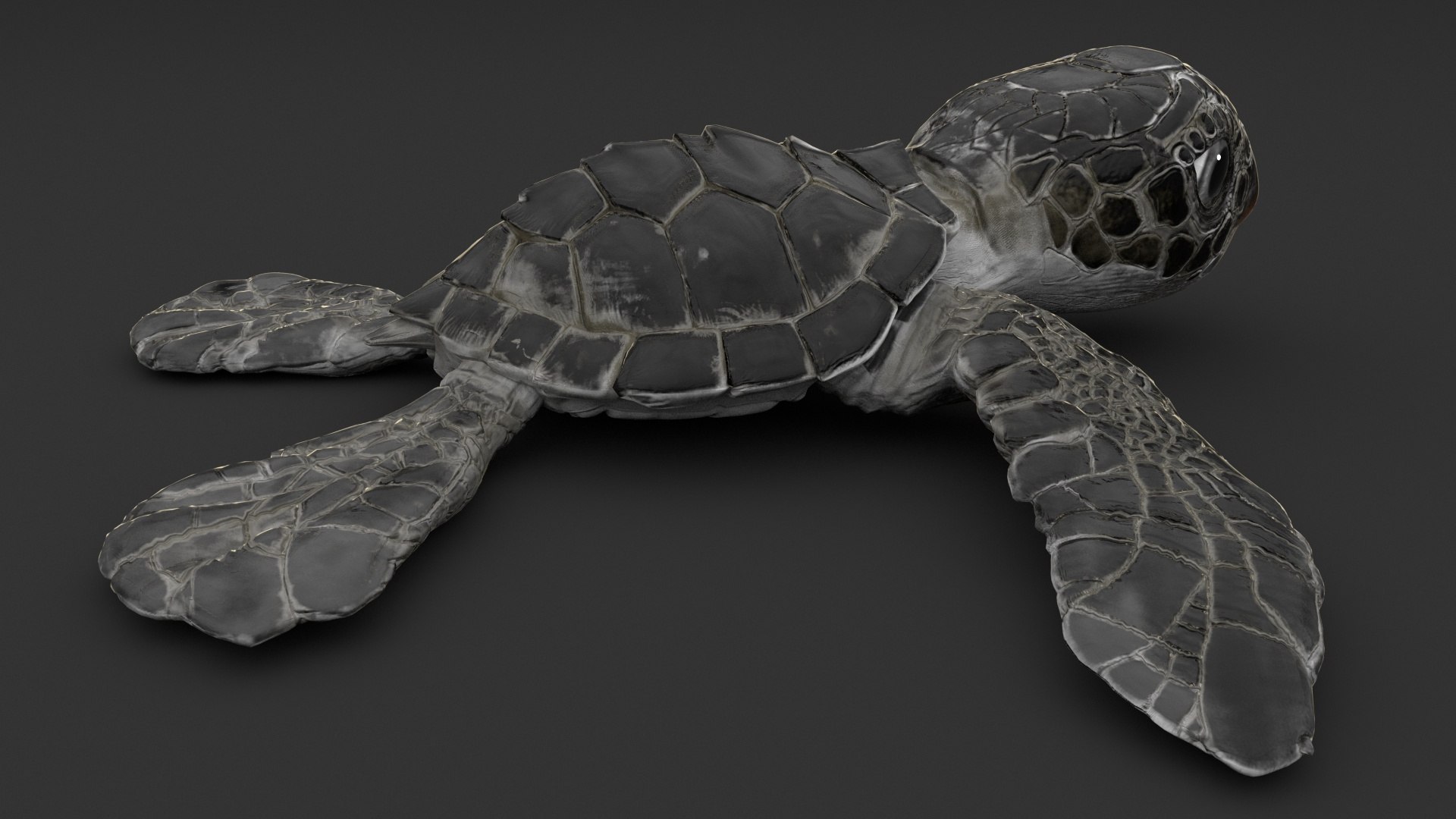 Turtle 3D Model - TurboSquid 2184435