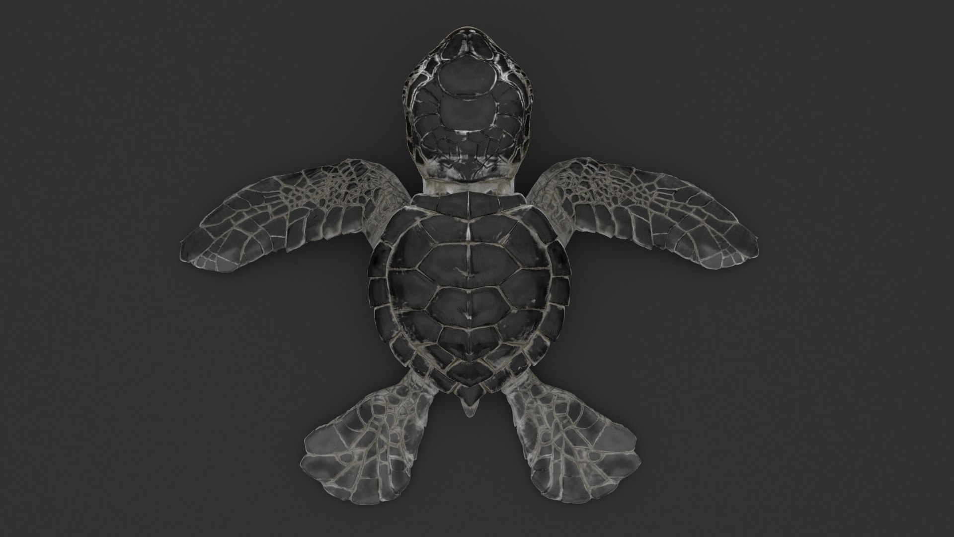 Turtle 3D Model - TurboSquid 2184435
