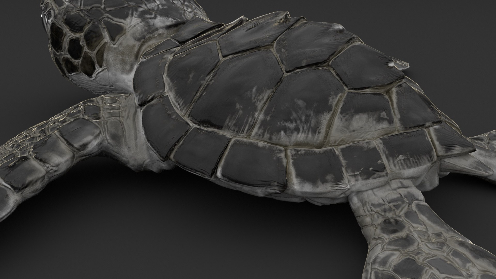 Turtle 3D Model - TurboSquid 2184435