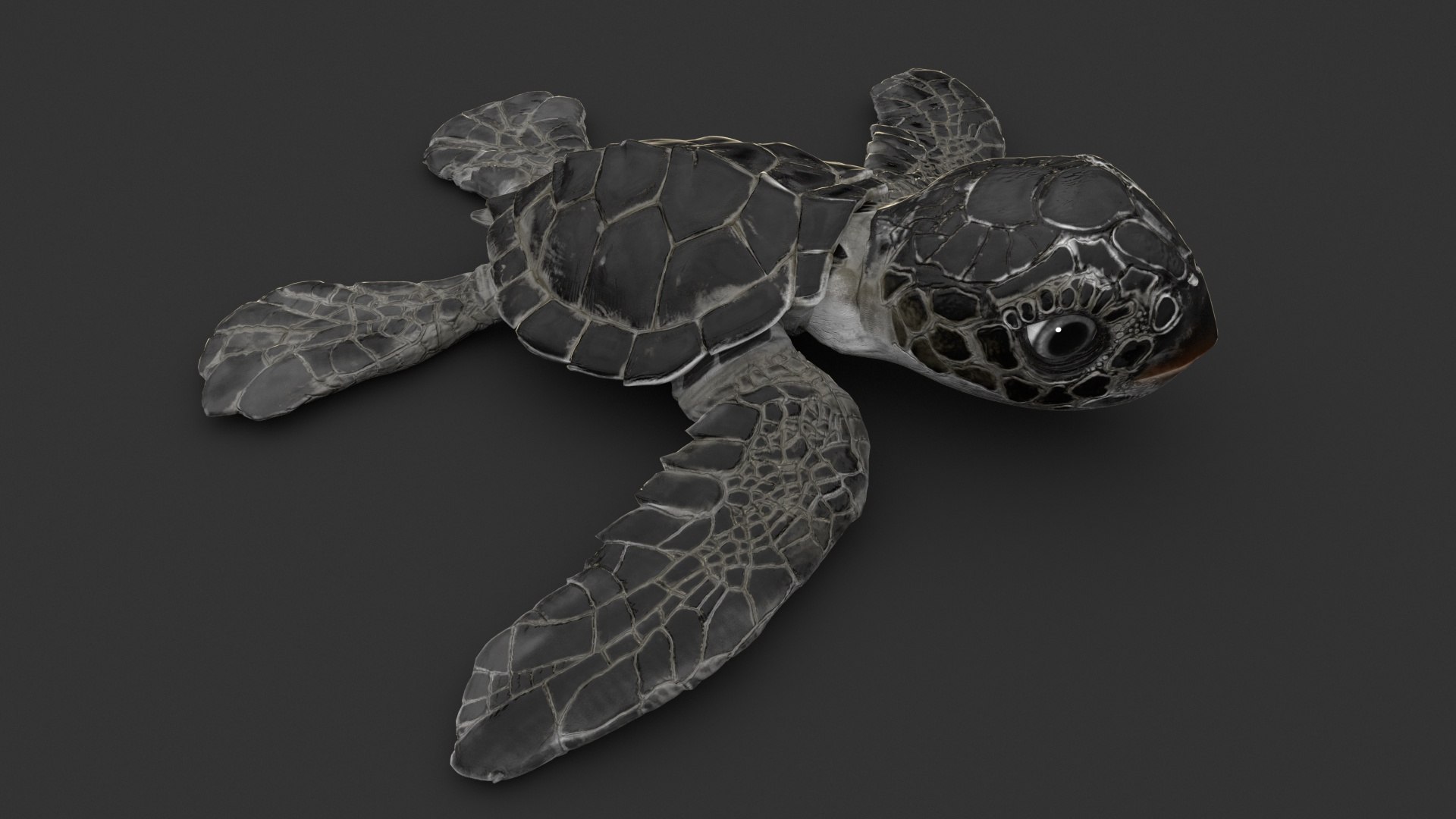 Turtle 3D Model - TurboSquid 2184435