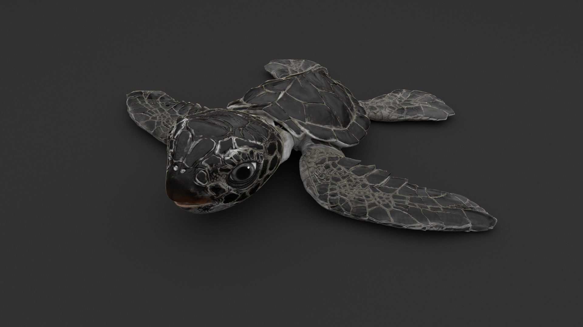 Turtle 3D Model - TurboSquid 2184435