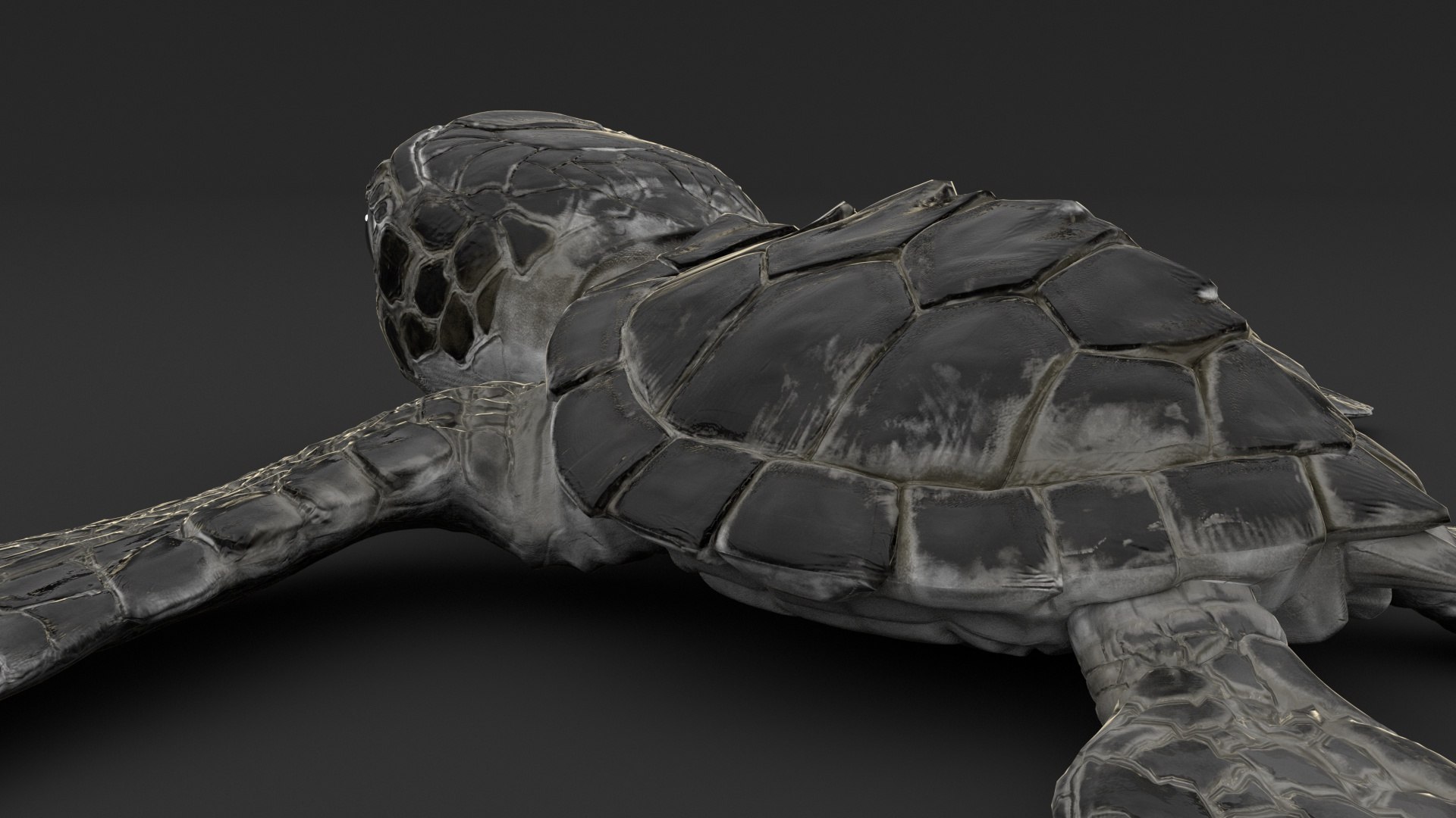 Turtle 3D Model - TurboSquid 2184435