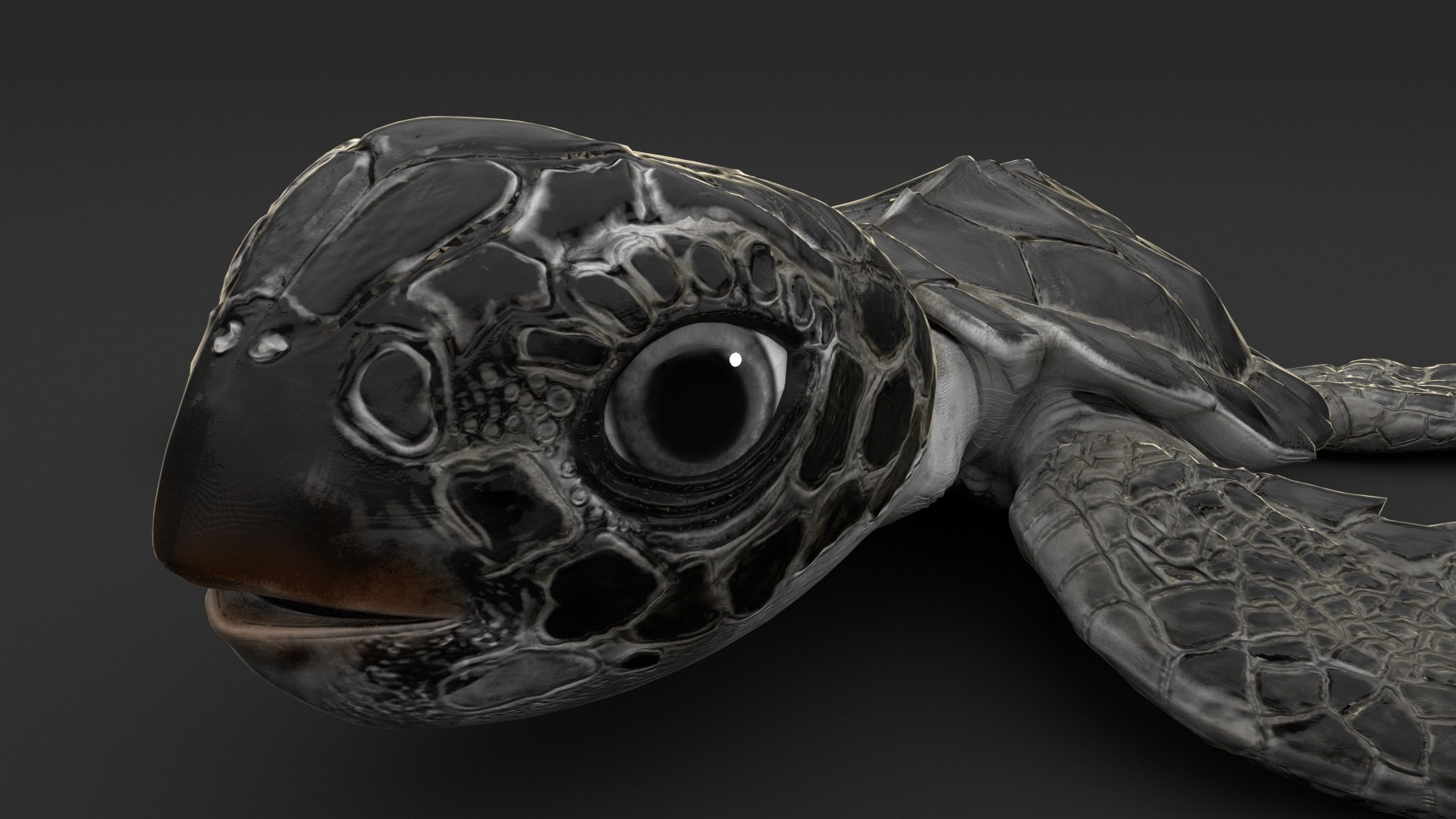 Turtle 3D Model - TurboSquid 2184435