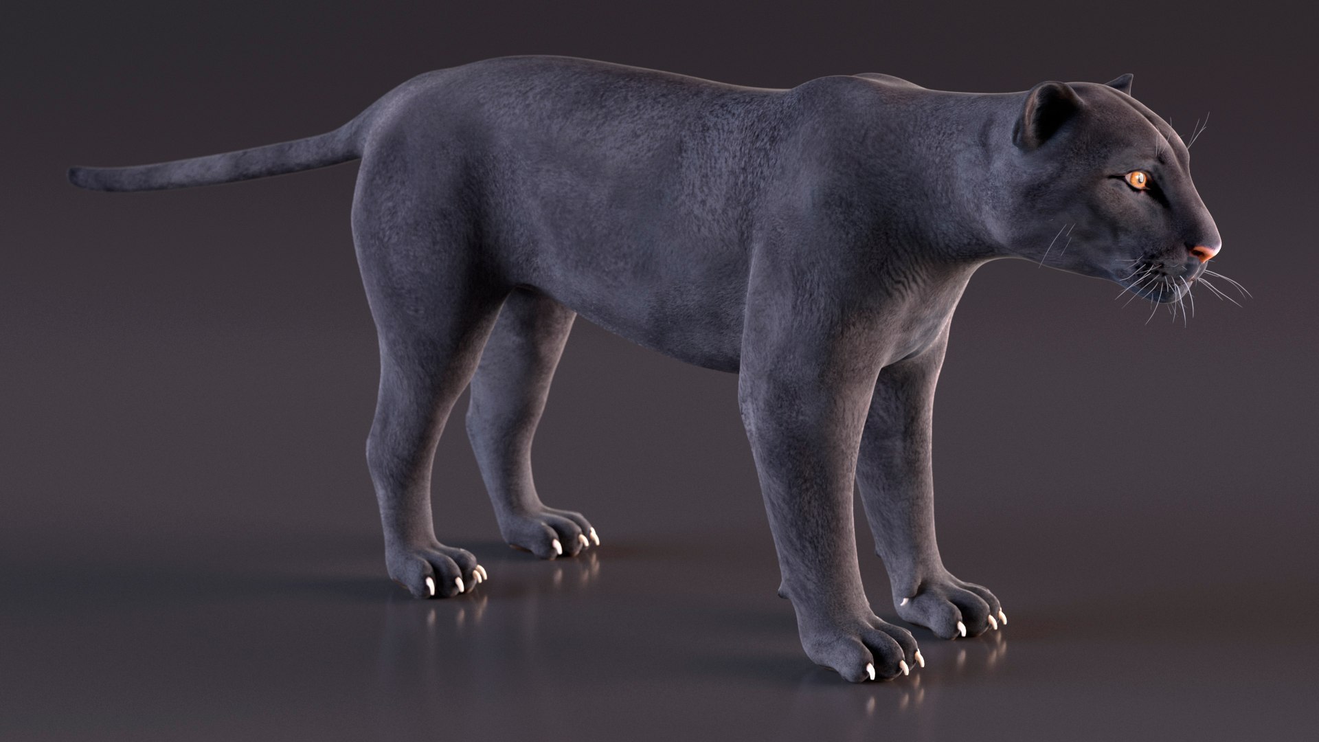 3D Rigged Big Cats Collection - TurboSquid 2303149