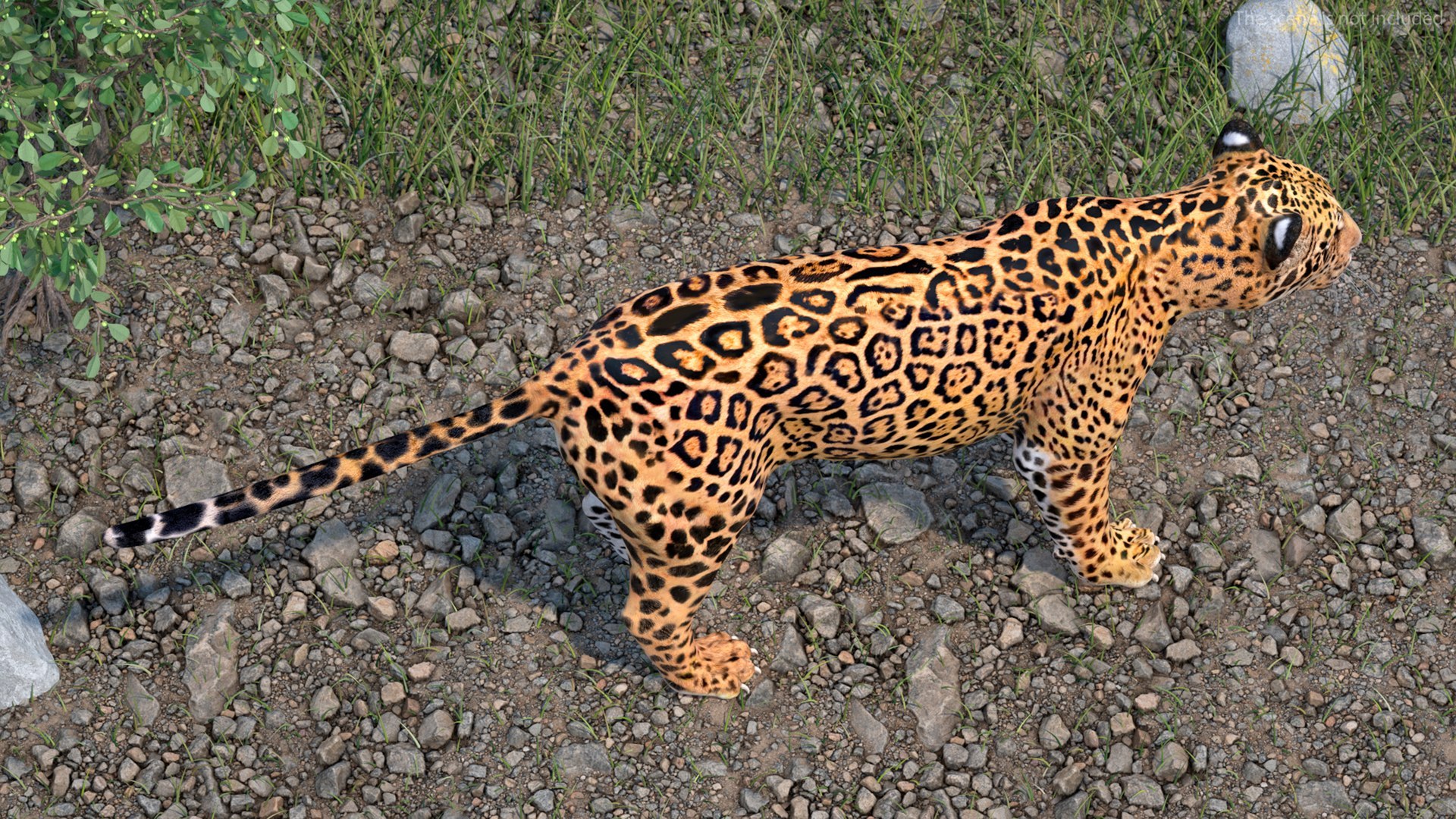 3D Rigged Big Cats Collection - TurboSquid 2303149