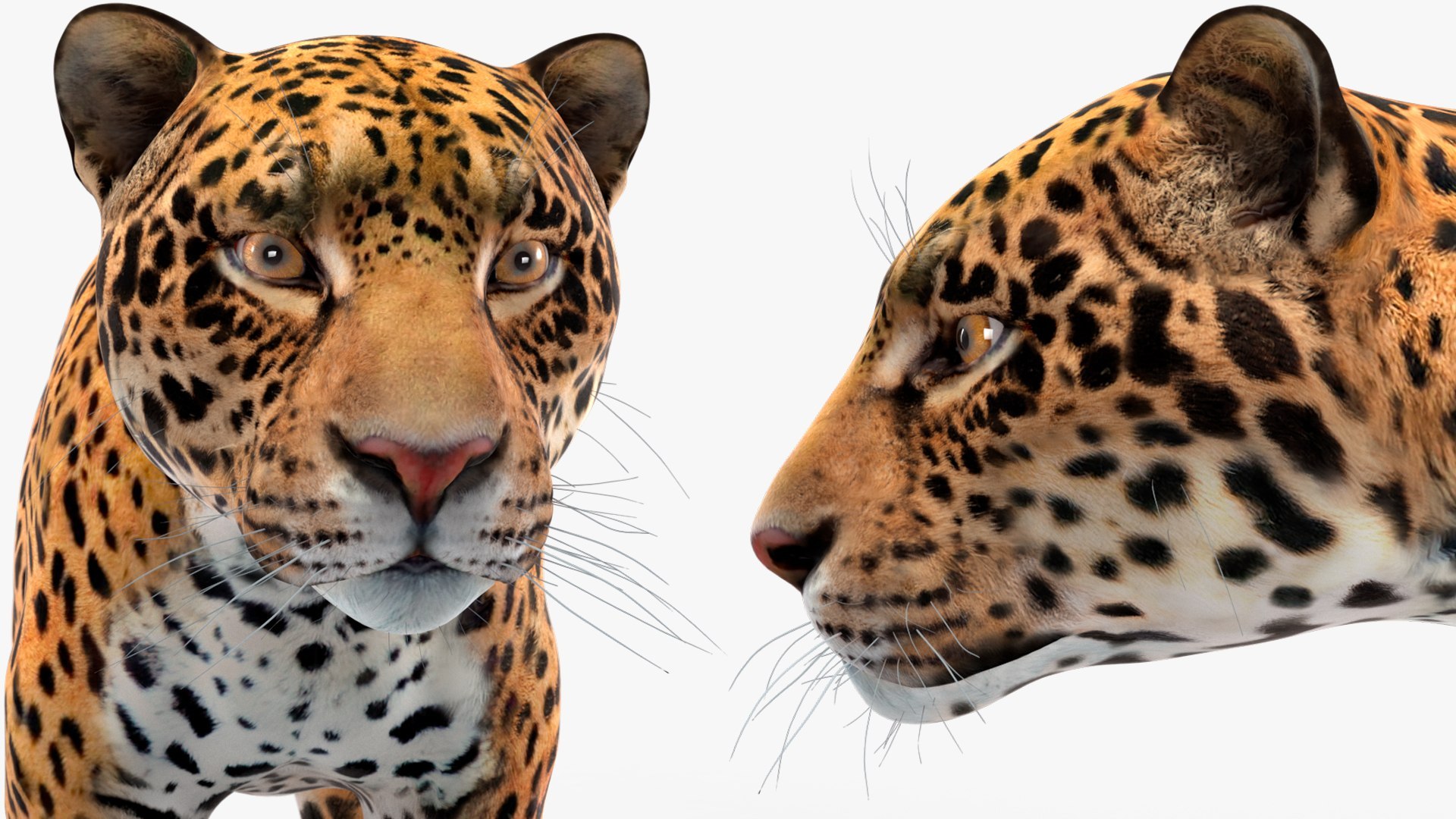 3D Rigged Big Cats Collection - TurboSquid 2303149