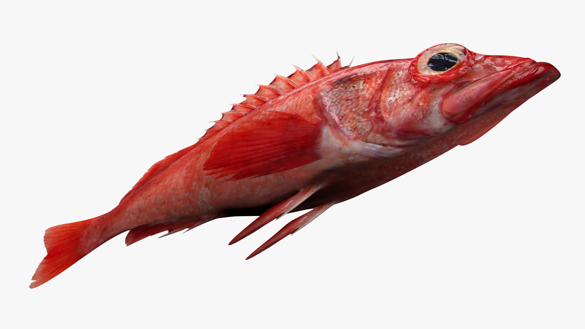 3D Pacific Ocean Perch Model - TurboSquid 1670467
