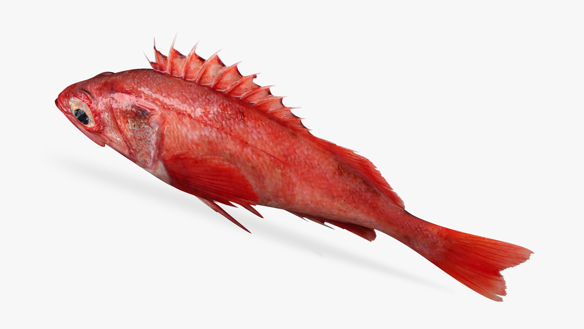 3D Pacific Ocean Perch Model - TurboSquid 1670467
