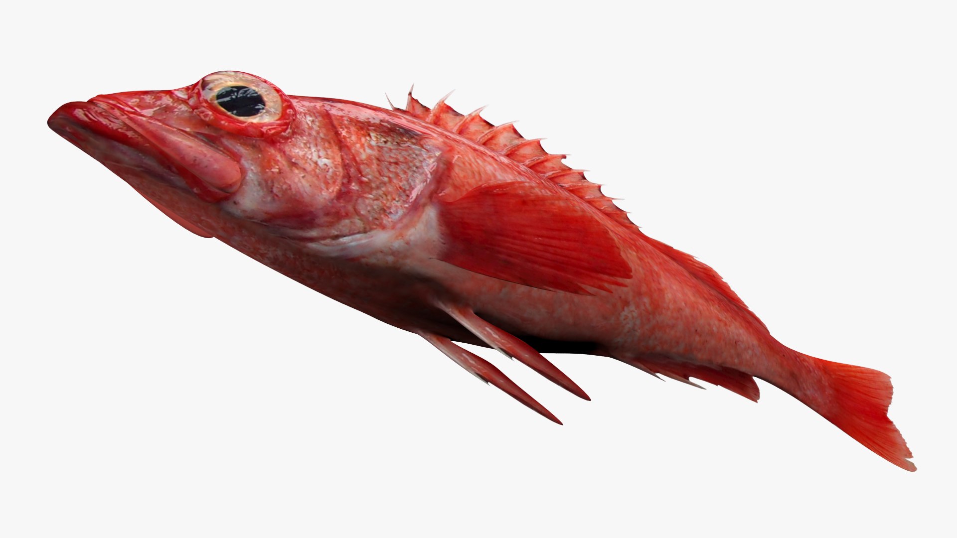 3D Pacific Ocean Perch Model - TurboSquid 1670467