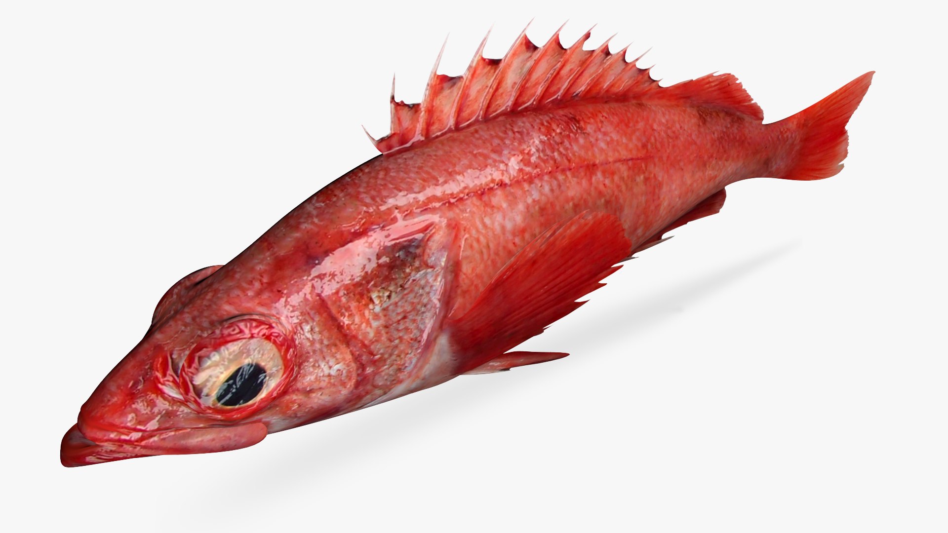 3D Pacific Ocean Perch Model - TurboSquid 1670467