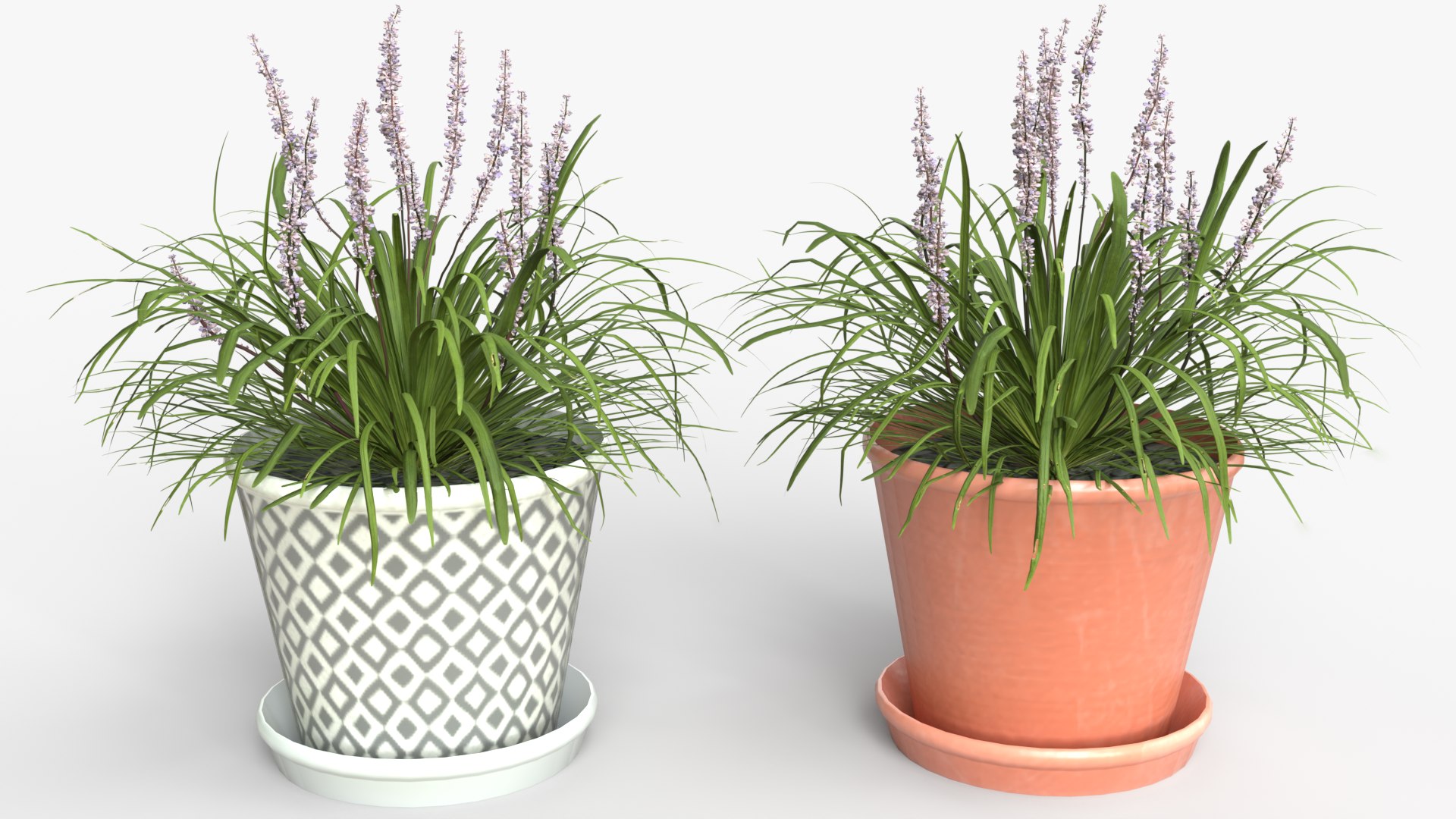 3D Collection Of Liriope Grass Plants Vol 05 - TurboSquid 2068086
