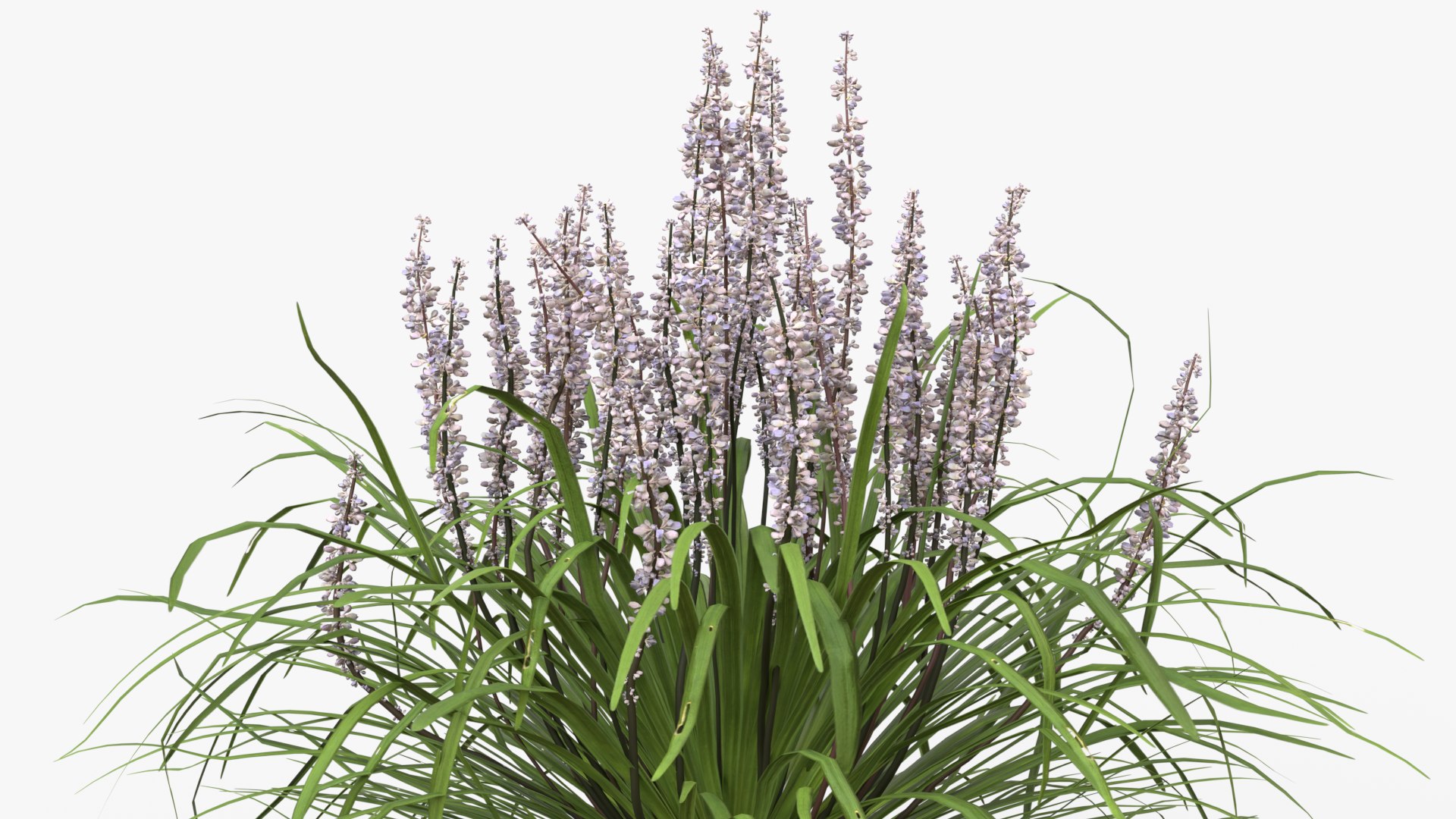 3D Collection Of Liriope Grass Plants Vol 05 - TurboSquid 2068086