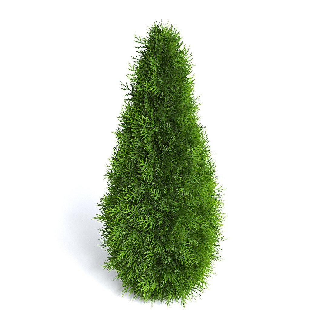 Thuja Shrub V 3D - TurboSquid 1979529