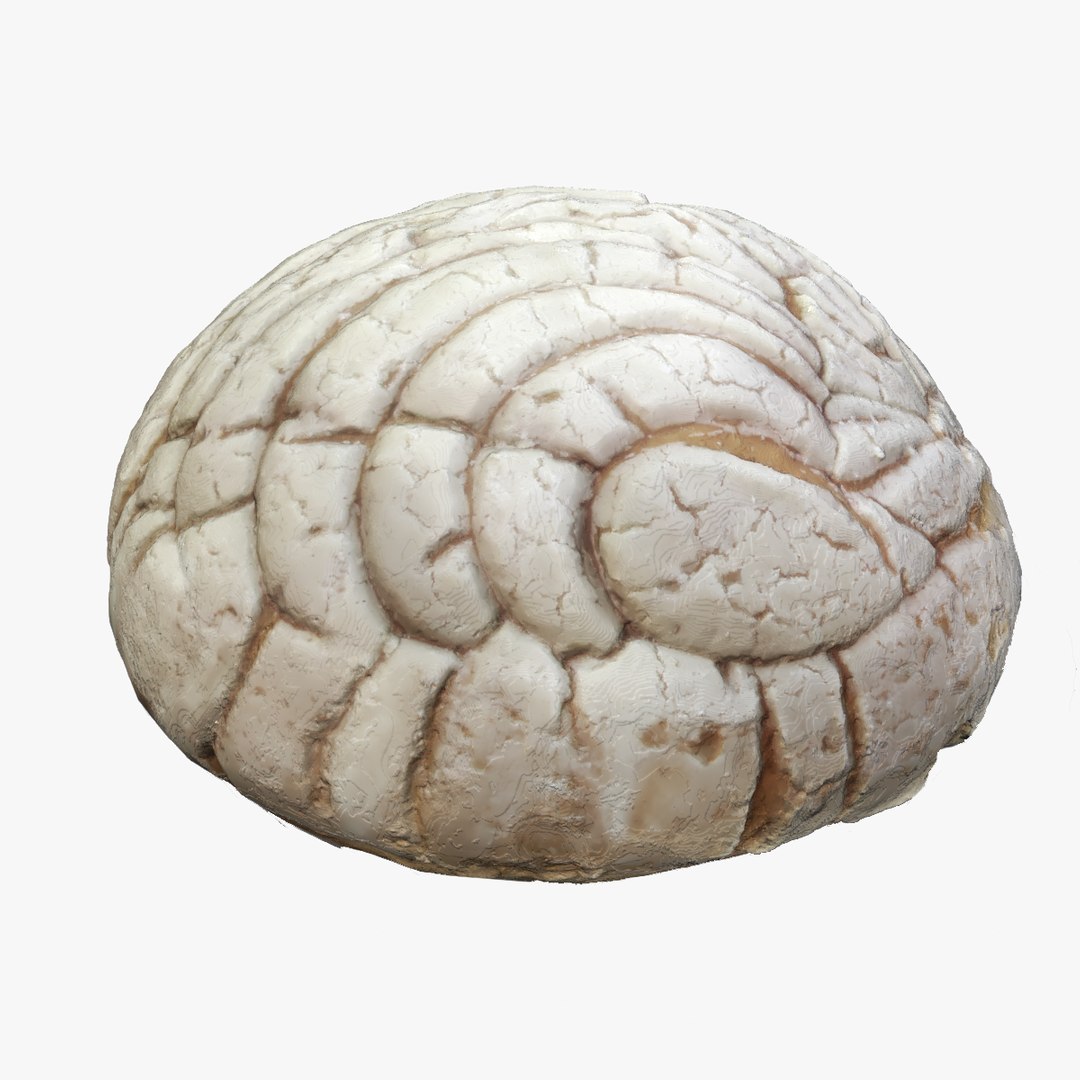3D Mexican Bread Concha - TurboSquid 1352393