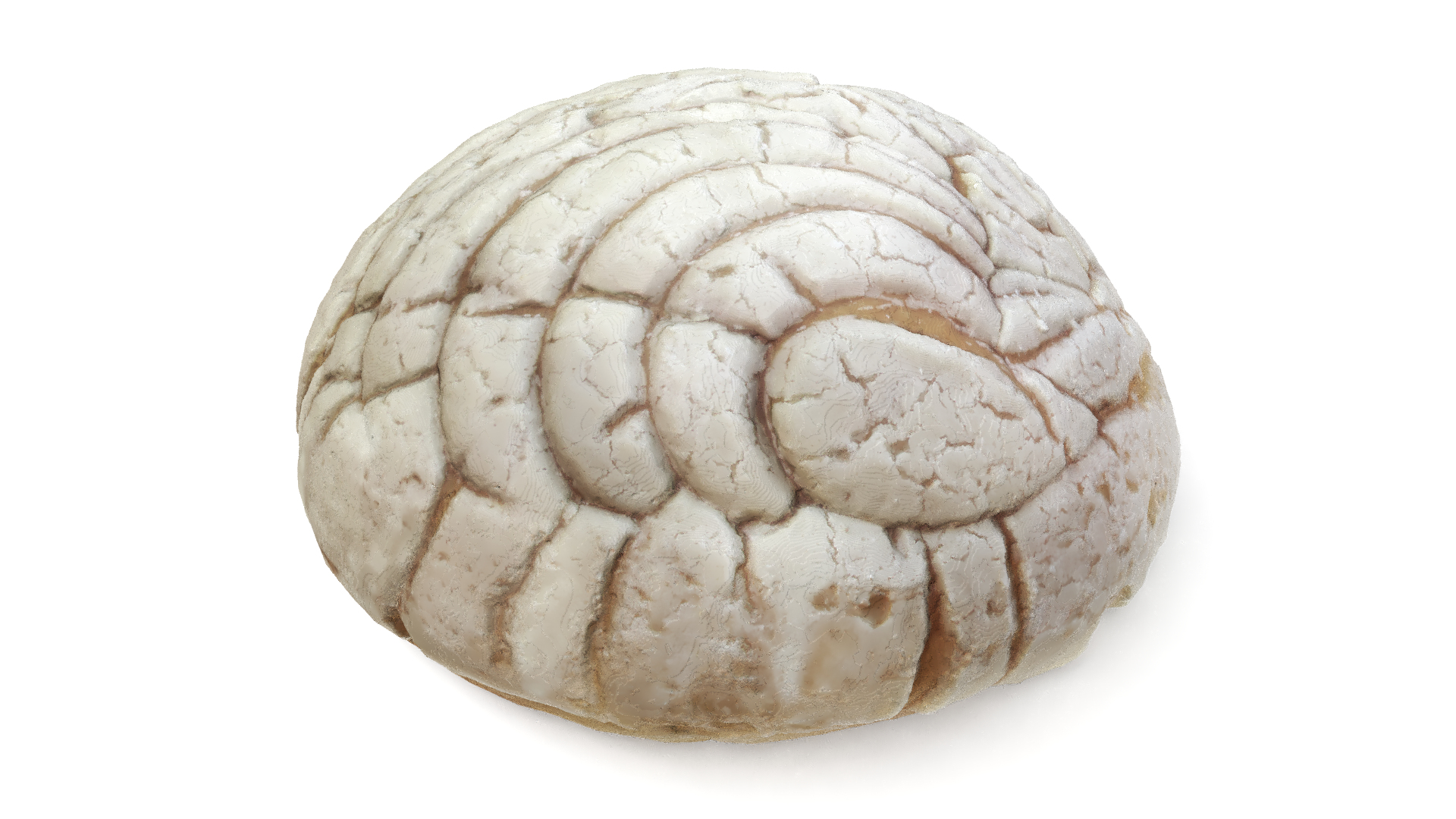 3D Mexican Bread Concha - TurboSquid 1352393